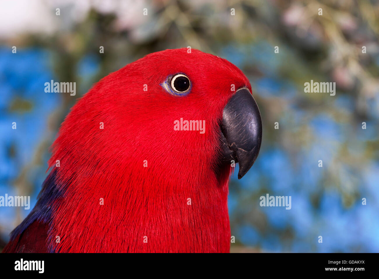 Female eclectus parrot hi-res stock photography and images - Alamy