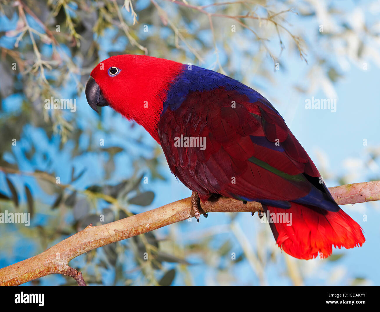 ECLECTUS PARROT eclectus roratus, FEMALE ON BRANCH Stock Photo - Alamy