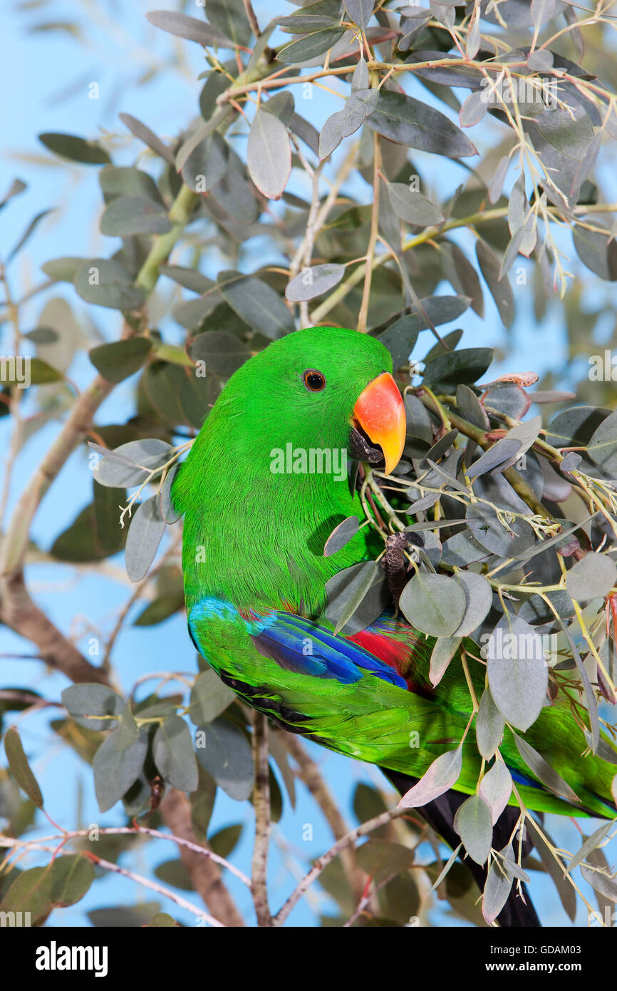 MALE ECLECTUS PARROT eclectus roratus Stock Photo - Alamy