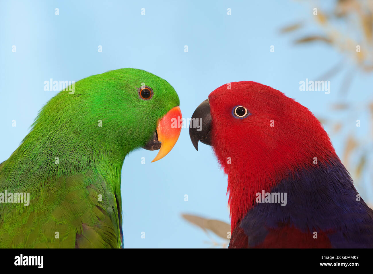 Pair of Eclectus Parrot, eclectus roratus, Red Female and Green Male ...