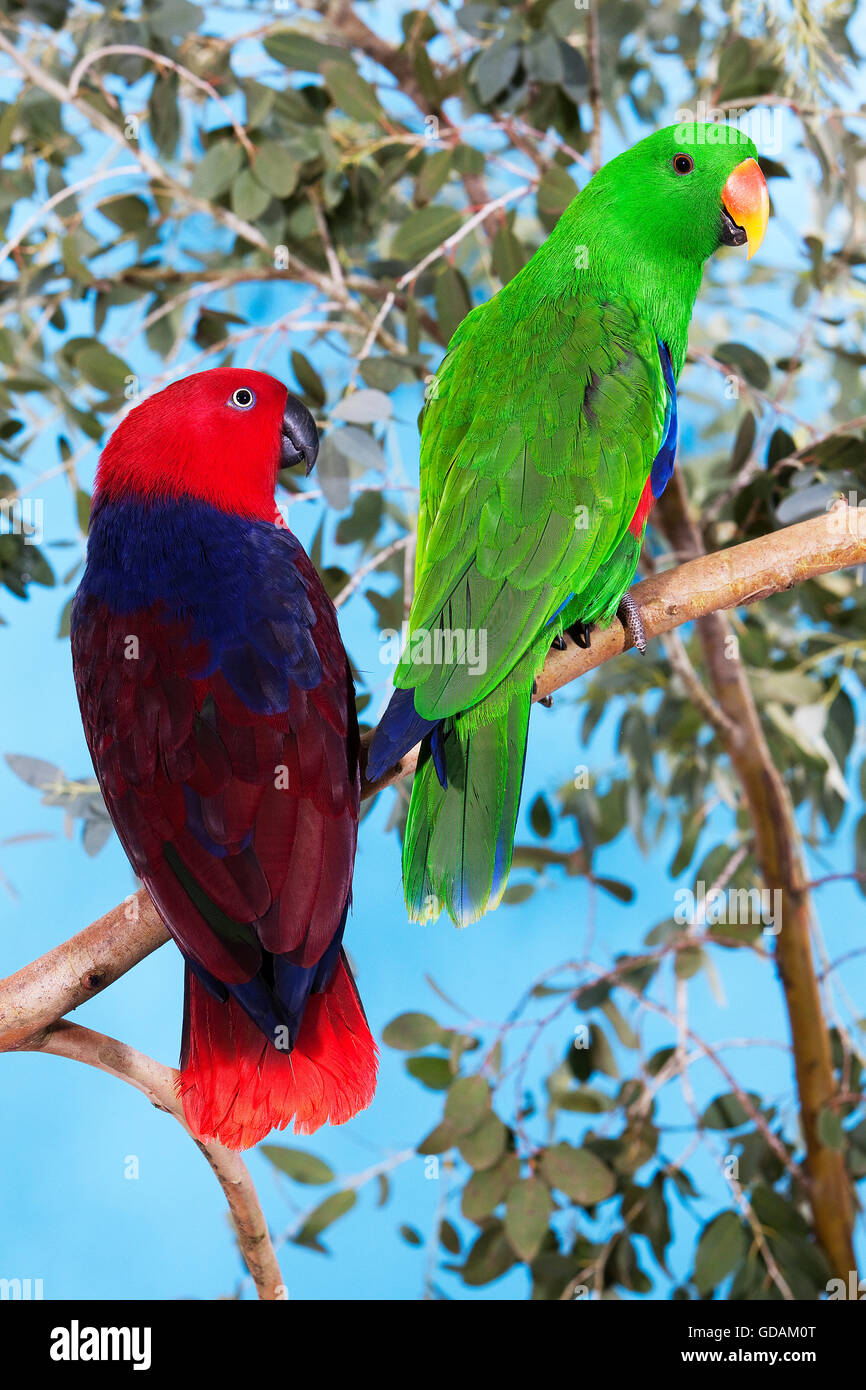 Eclectus Parrot, eclectus roratus, Male with Female on Branch Stock ...
