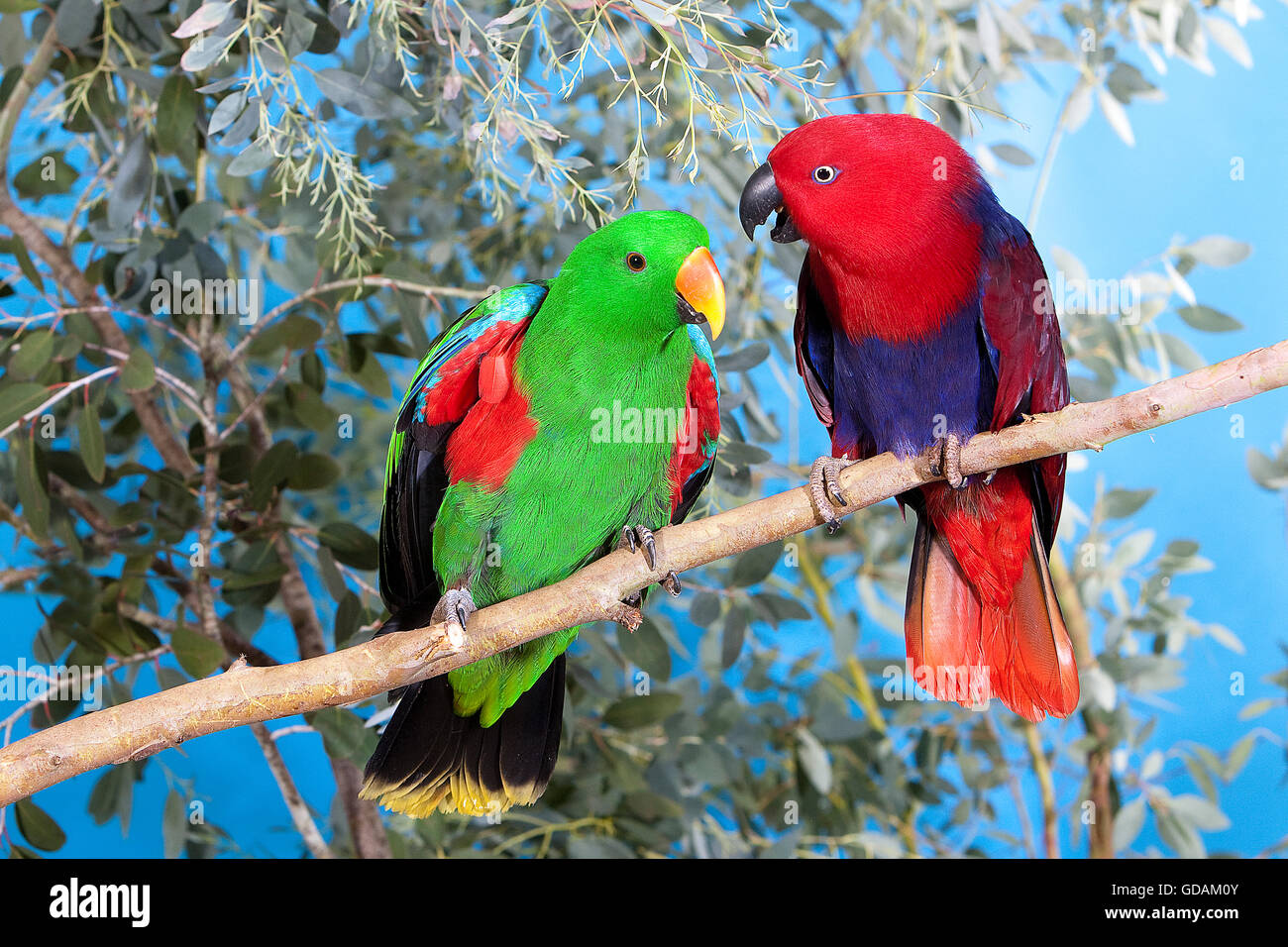 Eclectus parrot female store