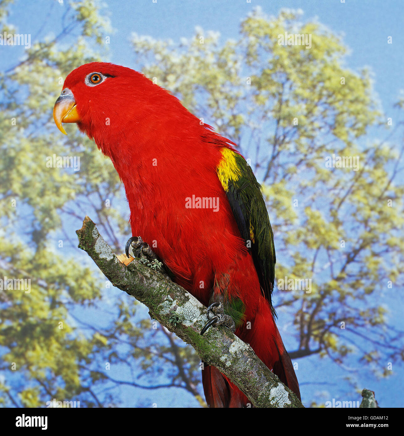 Lorius hi-res stock photography and images - Alamy