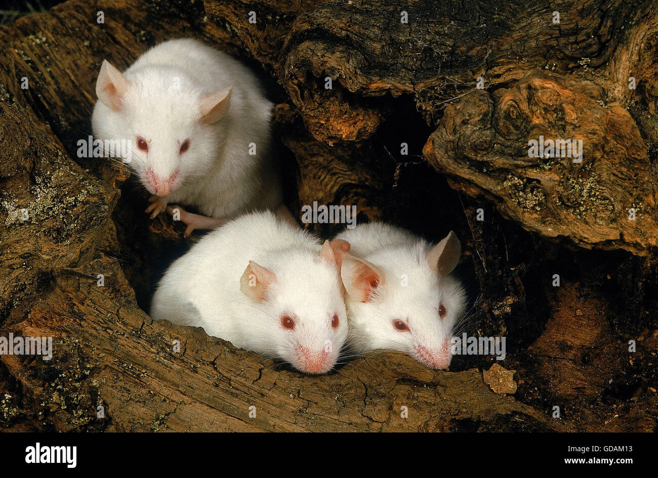 Albino white mouse hi-res stock photography and images - Alamy