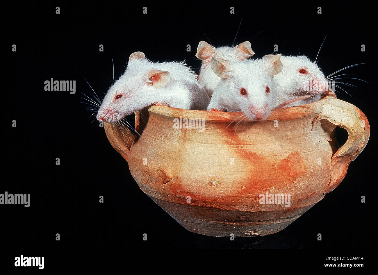 Group of animals mouse hi-res stock photography and images - Alamy