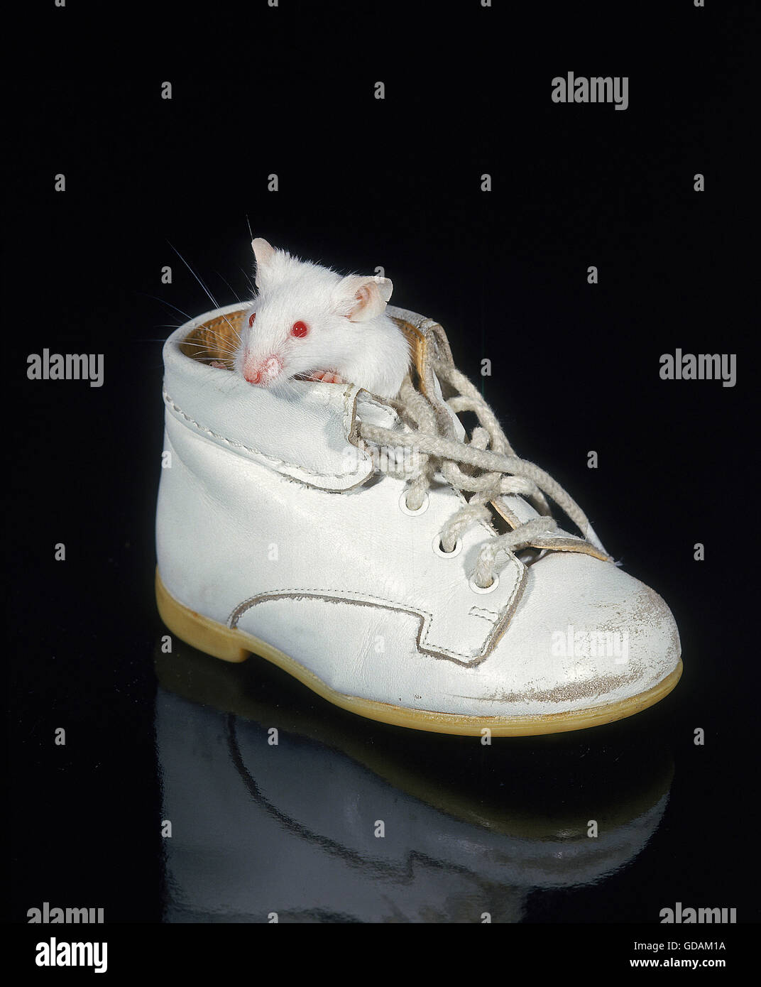 Shoe mouse hi-res stock photography and images - Alamy