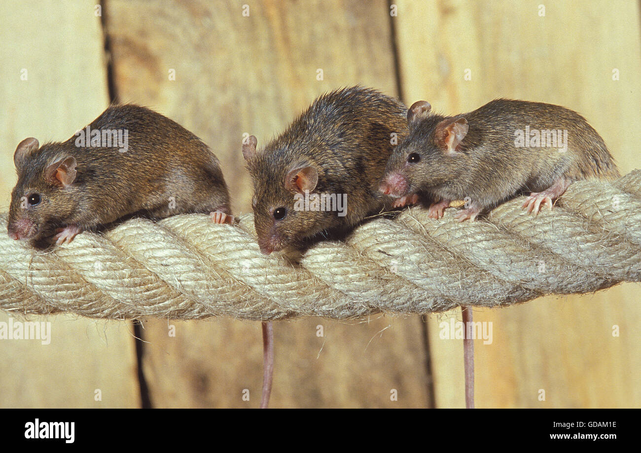 Group of animals mouse hi-res stock photography and images - Alamy