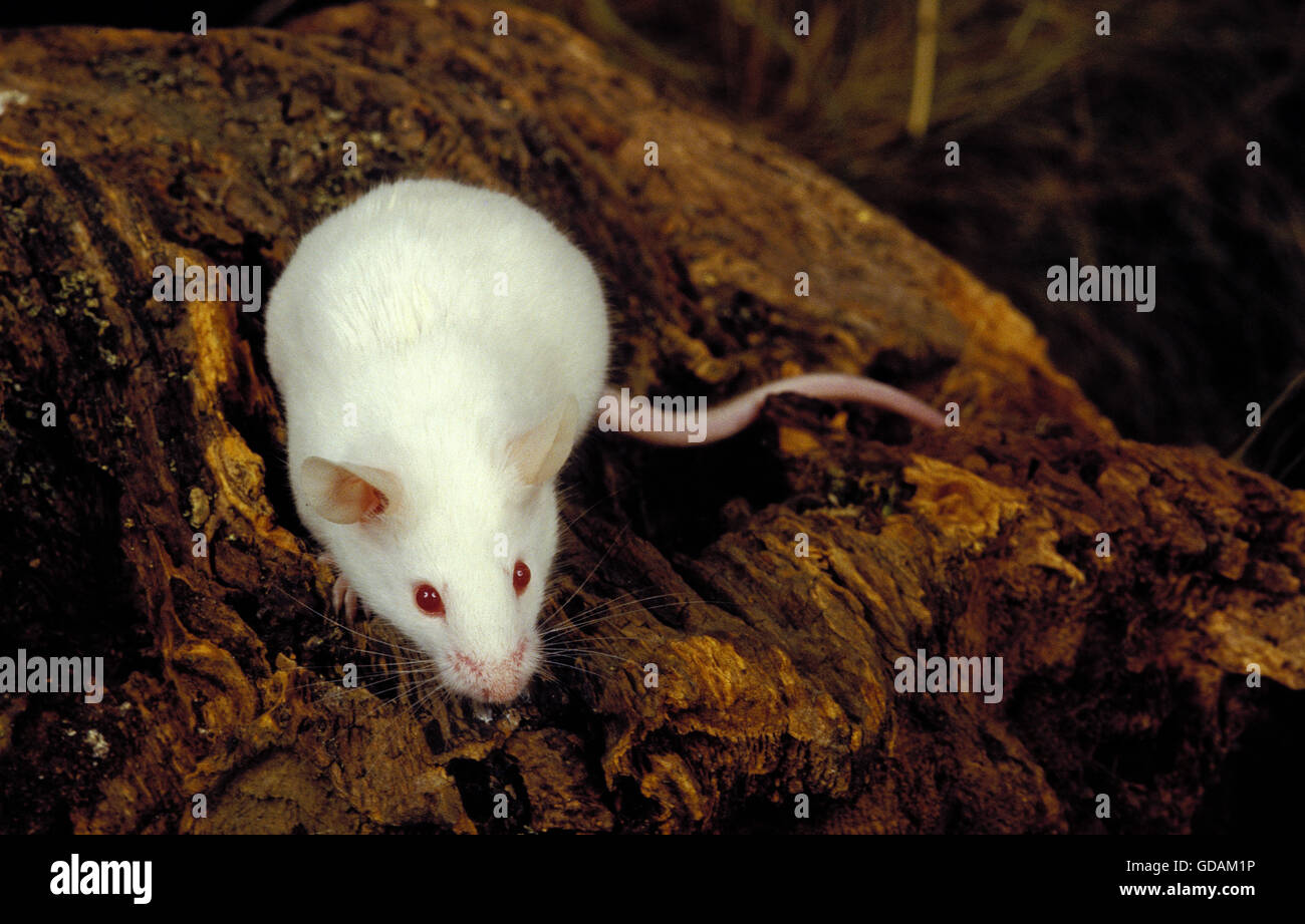 White Mouse, mus musculus, Adult on Stump Stock Photo - Alamy
