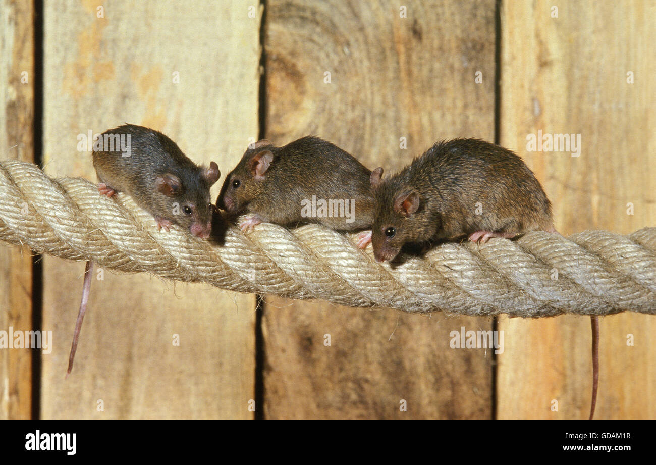 House Mouse, mus musculus, Group on Rope Stock Photo - Alamy