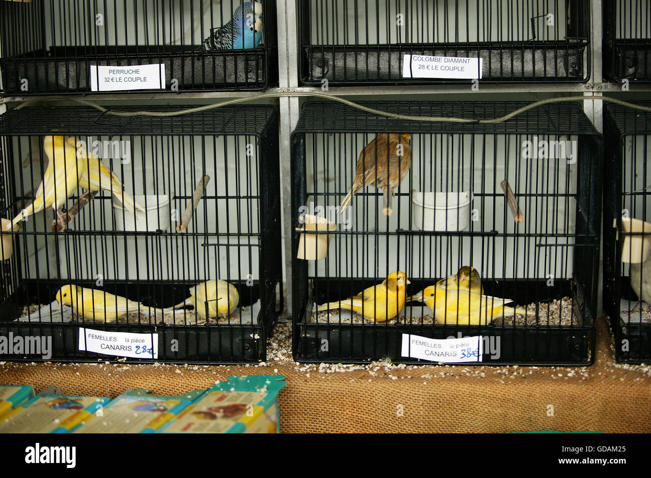 Birds in Cage, The Bird Market, Ile de la Cite in Paris Stock Photo - Alamy