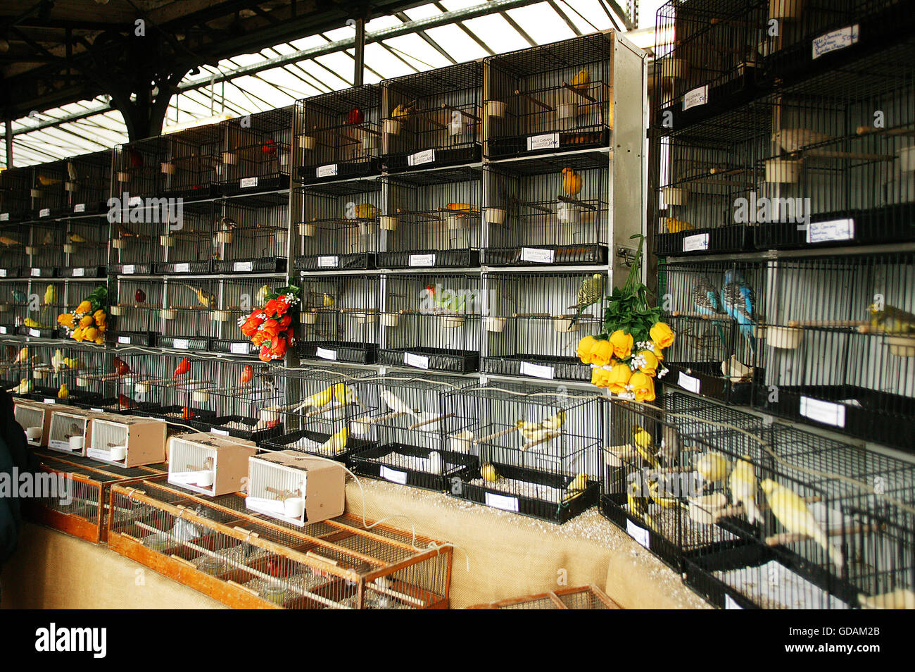 Birds in Cage, The Bird Market, Ile de la Cite in Paris Stock Photo - Alamy