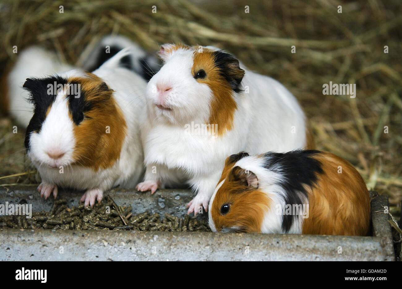 Guinea Pig, cavia porcellus Stock Photo - Alamy