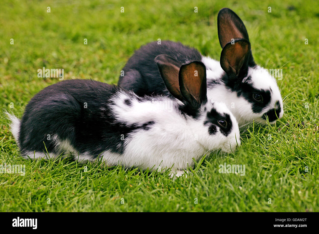 French Rabbit Called Geant Papillon Francais, Adults on Grass Stock ...