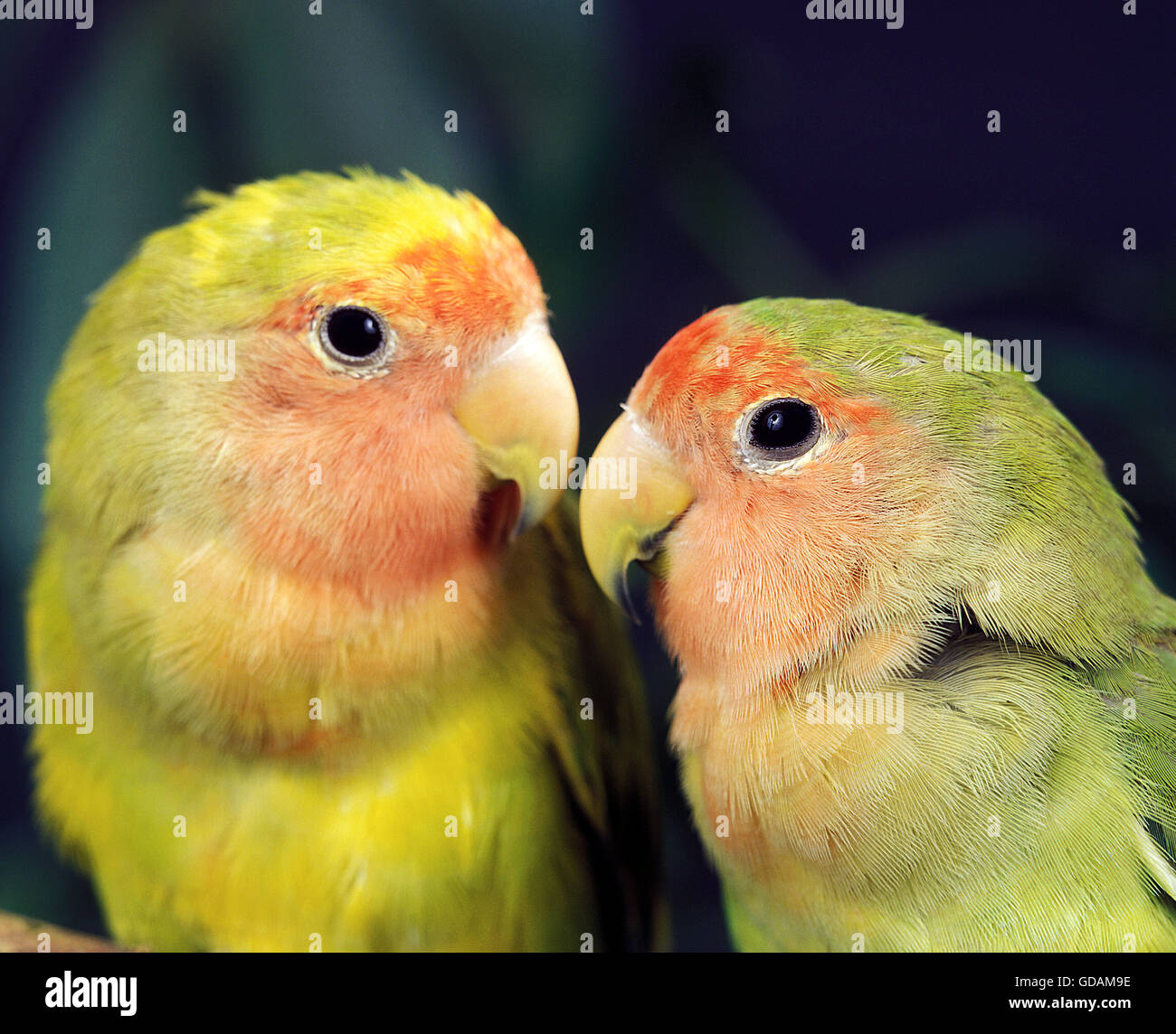 Rosy Faced Lovebird, agapornis roseicollis, Portrait of Adults Stock ...