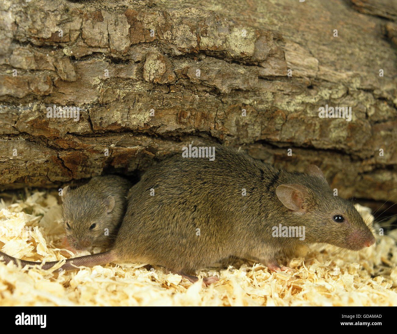 Musculus hi-res stock photography and images - Alamy