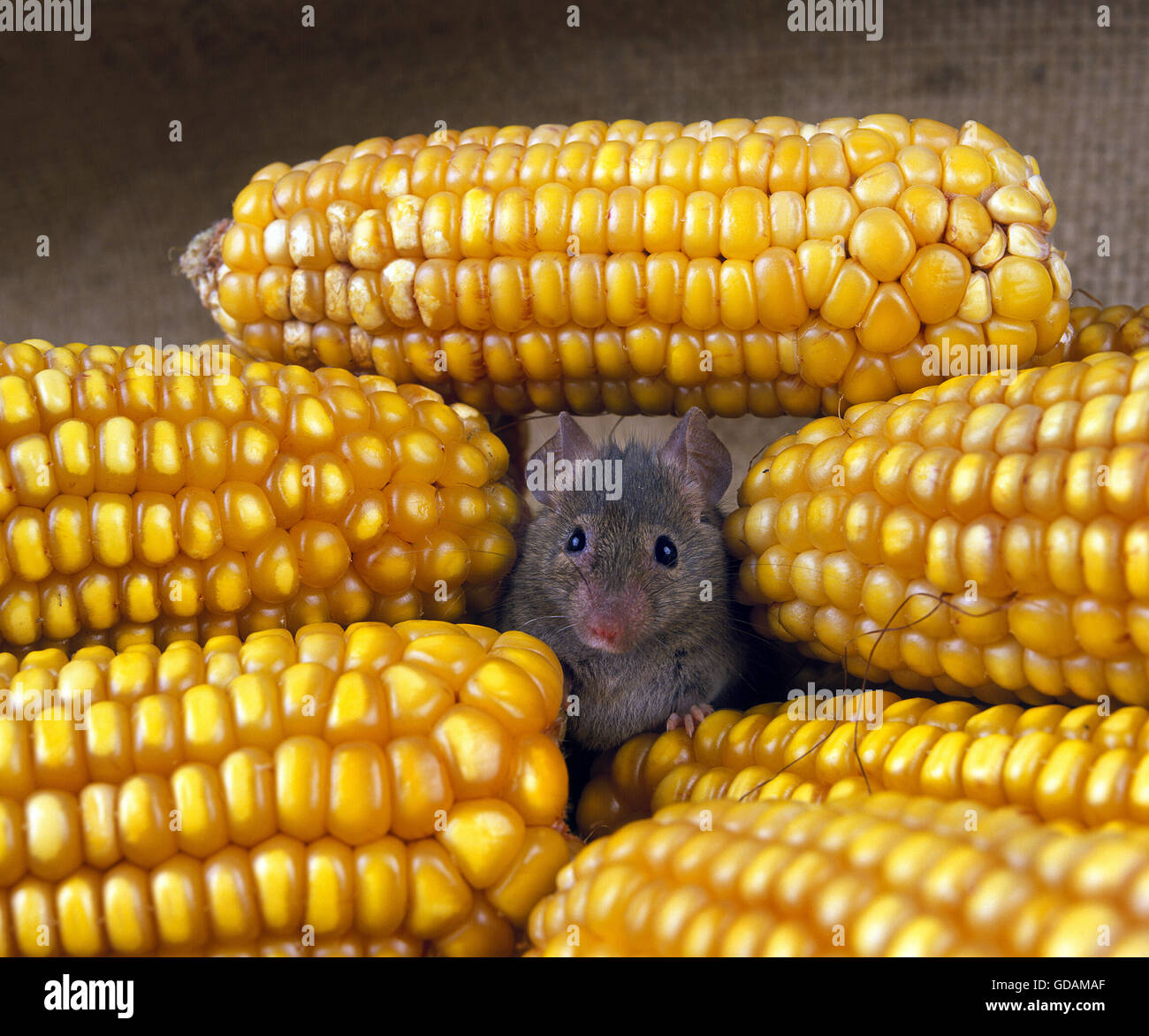 House Mouse, mus musculus in Corn cobs Stock Photo - Alamy
