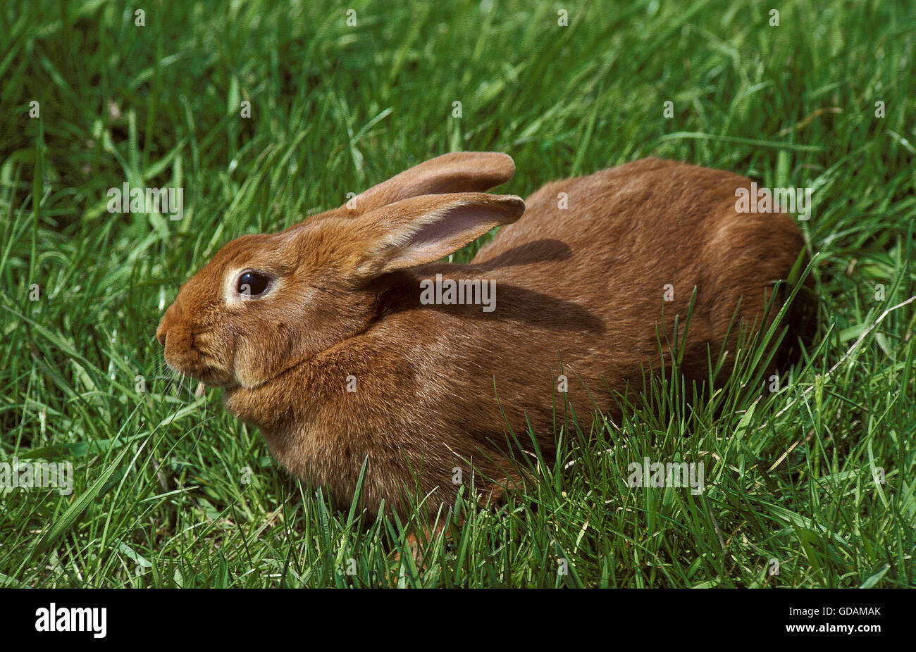 FAUVE DE BOURGOGNE RABBIT, BREED FROM BURGUNDY IN FRANCE Stock Photo ...
