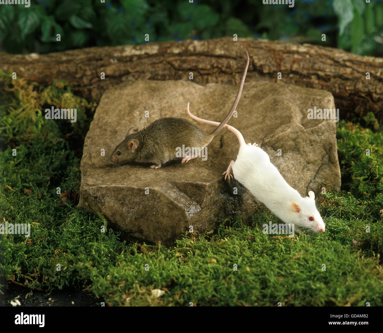 House Mouse and White Mouse, mus musculus, Adults on Stone Stock Photo ...