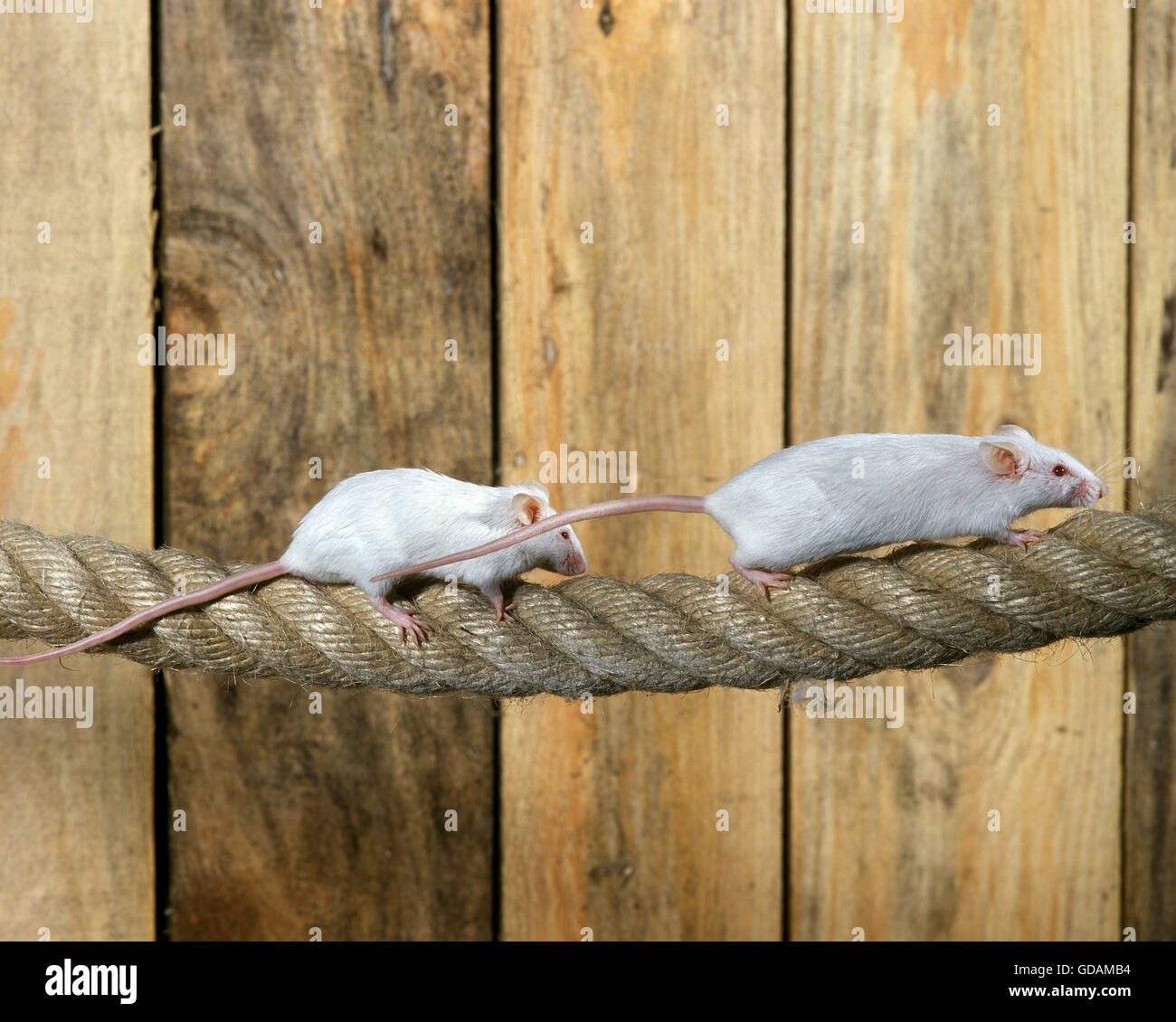 White Mouse, mus musculus, Adults on Rope Stock Photo - Alamy