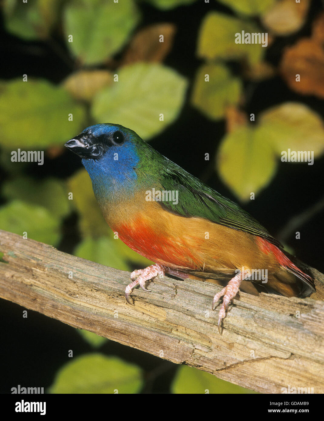 Parrotfinches hi-res stock photography and images - Alamy