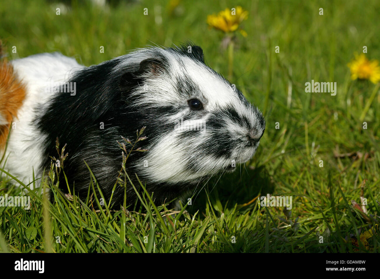 Guinea pig grass hi-res stock photography and images - Alamy