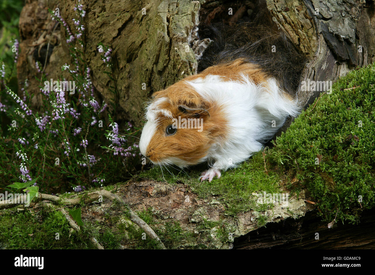Guinea Pig, cavia porcellus Stock Photo - Alamy