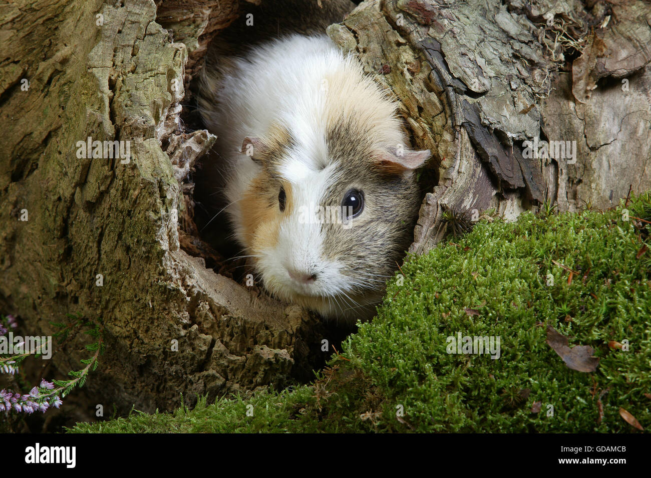 Guinea Pig, cavia porcellus, Adult in Stump Stock Photo - Alamy