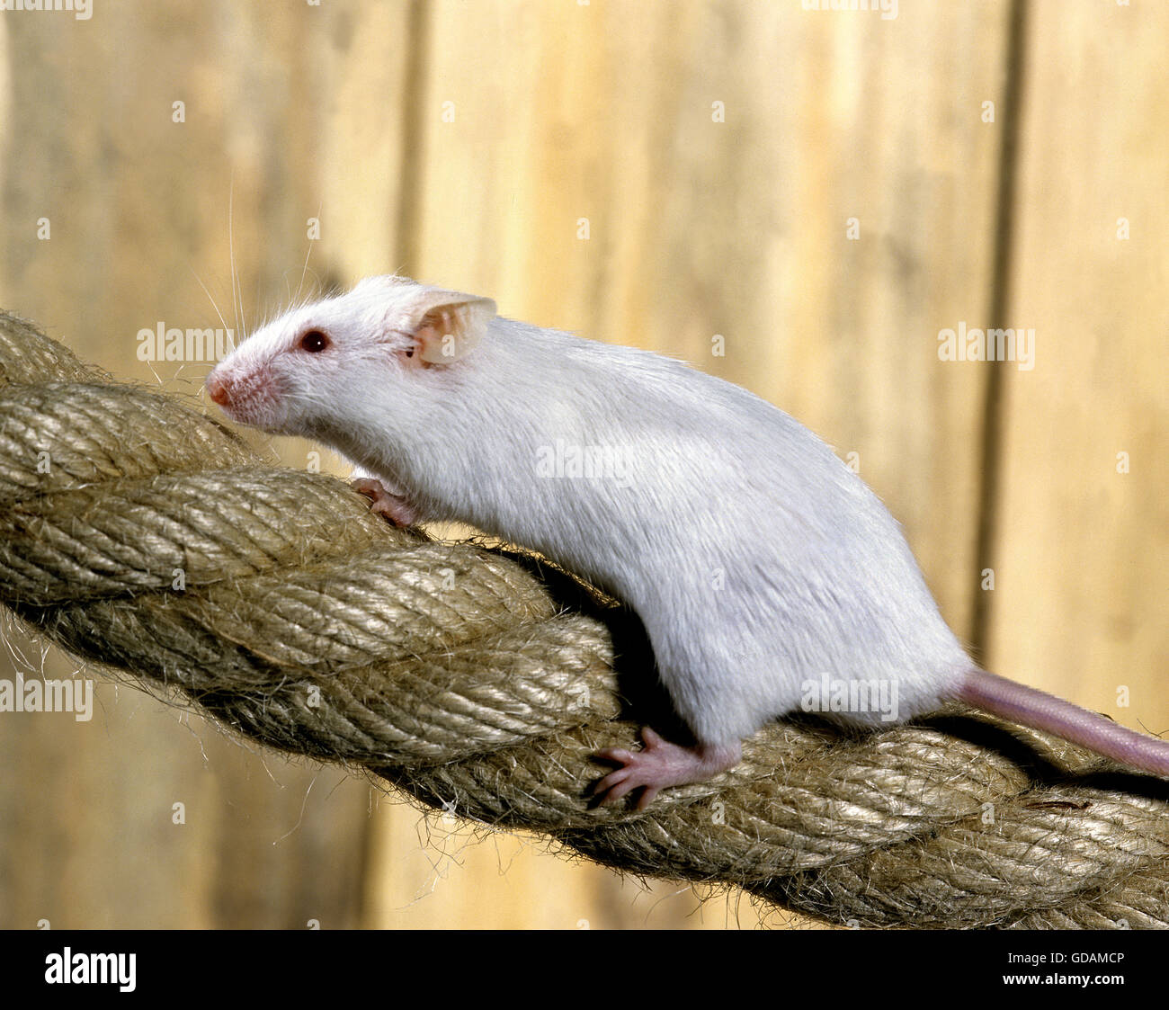 White Mouse, mus musculus, Adult on Rope Stock Photo - Alamy