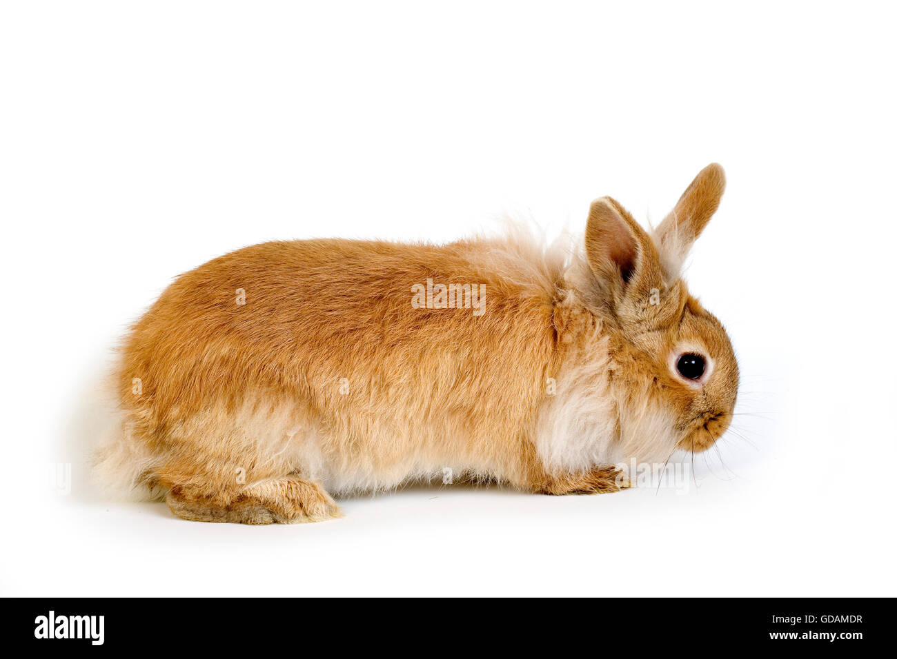 RED DWARF RABBIT AGAINST WHITE BACKGROUND Stock Photo - Alamy