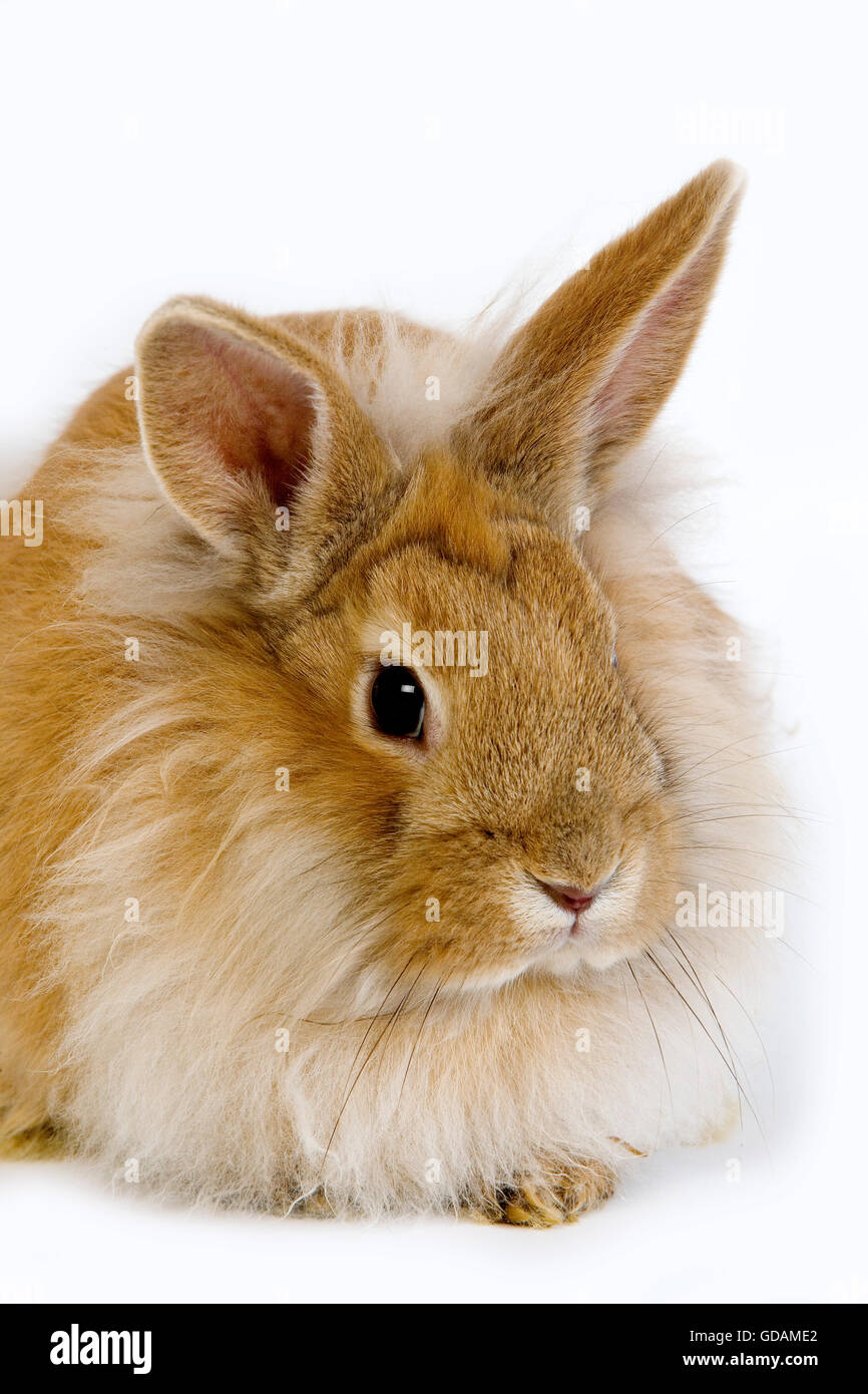 Dwarf rabbit hi-res stock photography and images - Alamy