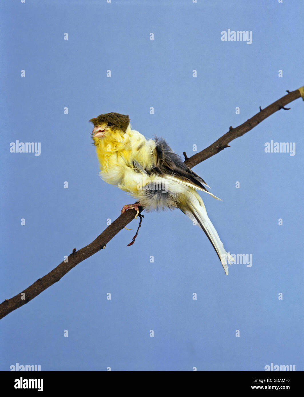 Parisian Frilled Canary, Adult on Branch Stock Photo - Alamy