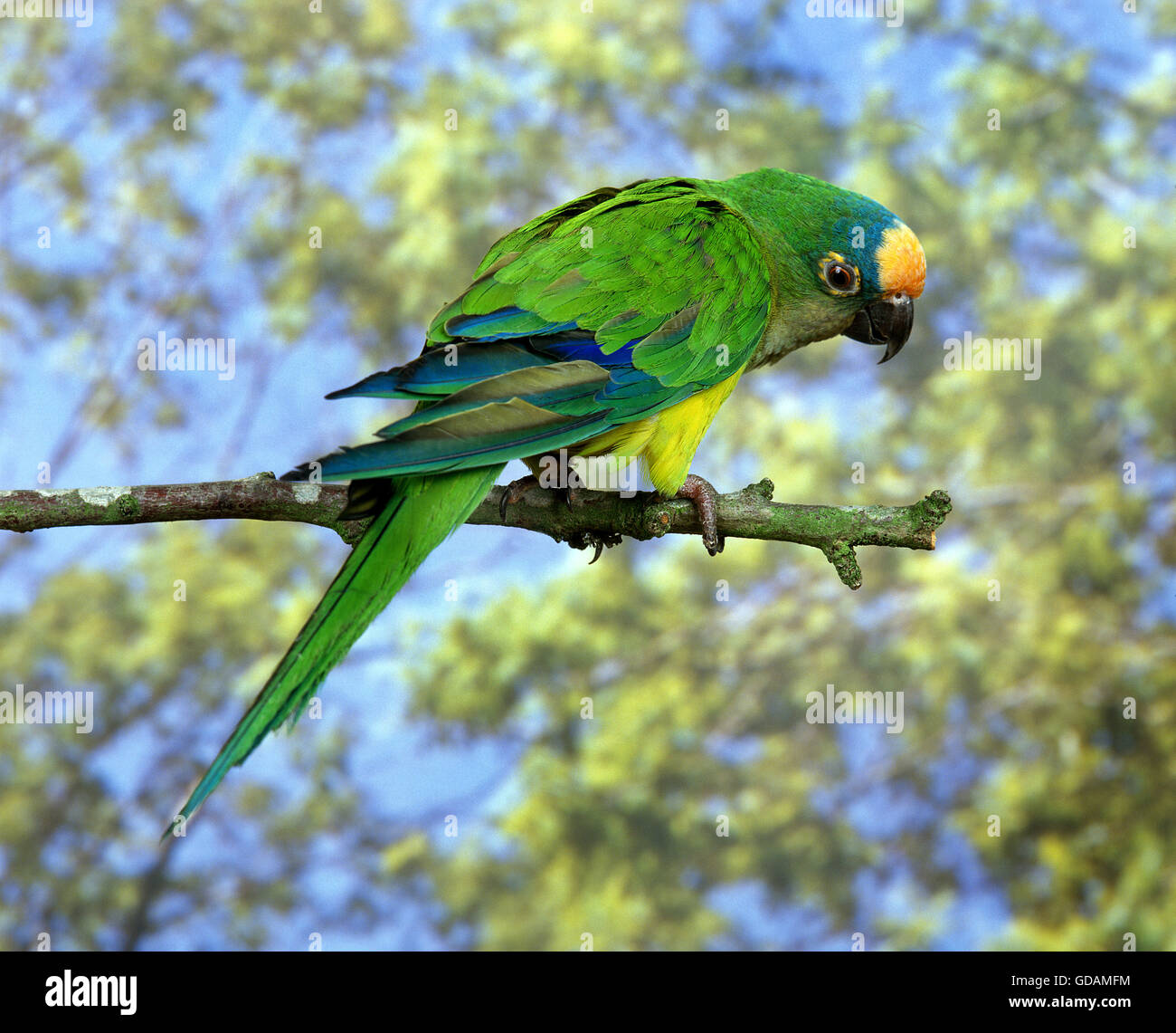 Aratinga hi-res stock photography and images - Alamy
