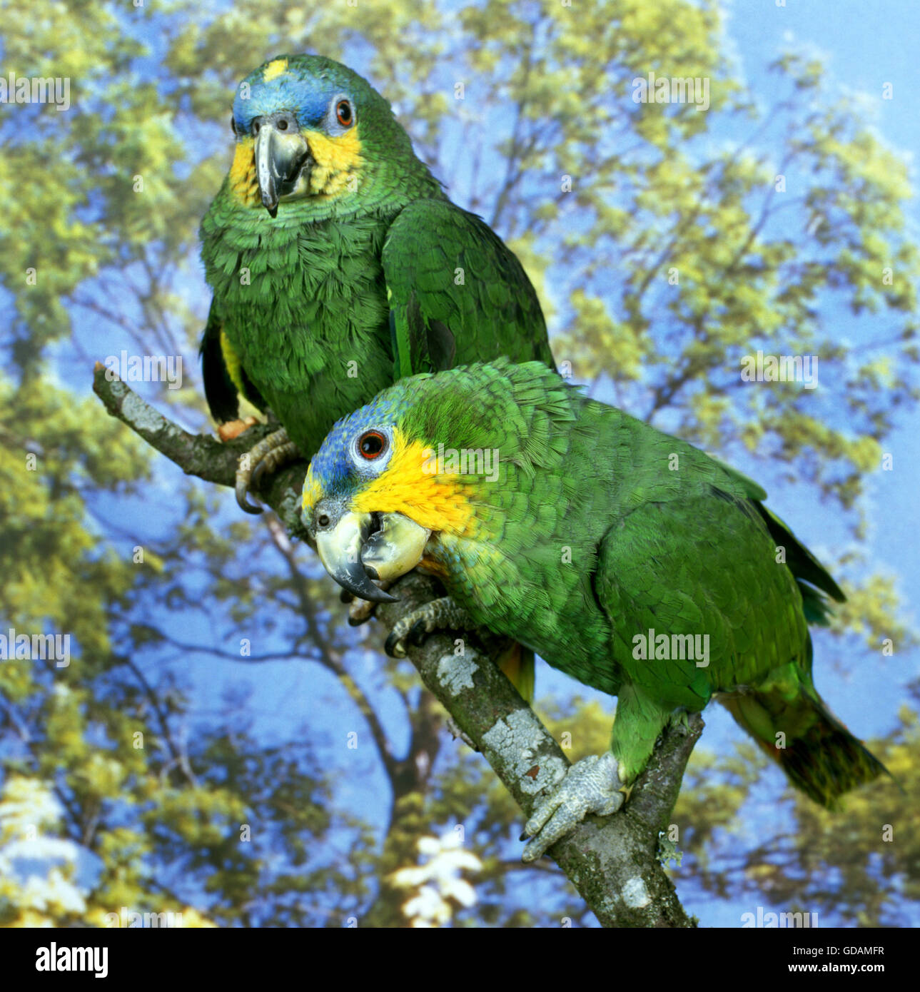 Orange winged amazon amazona amazonica hi-res stock photography and ...