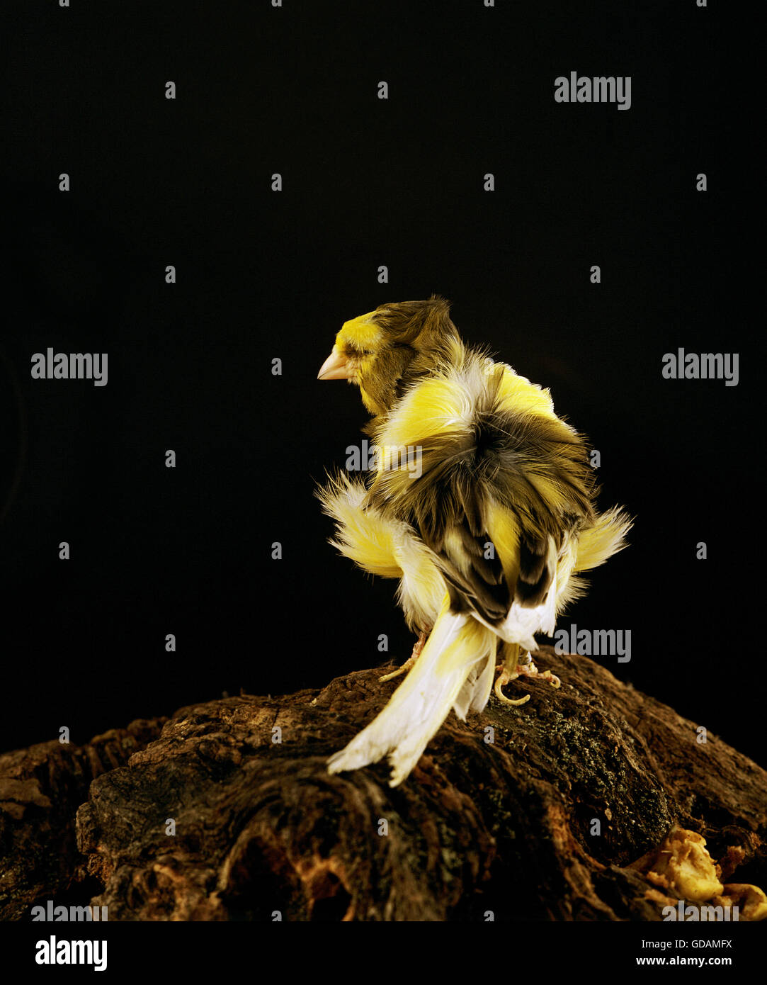 Parisian frilled canaries hi-res stock photography and images - Alamy