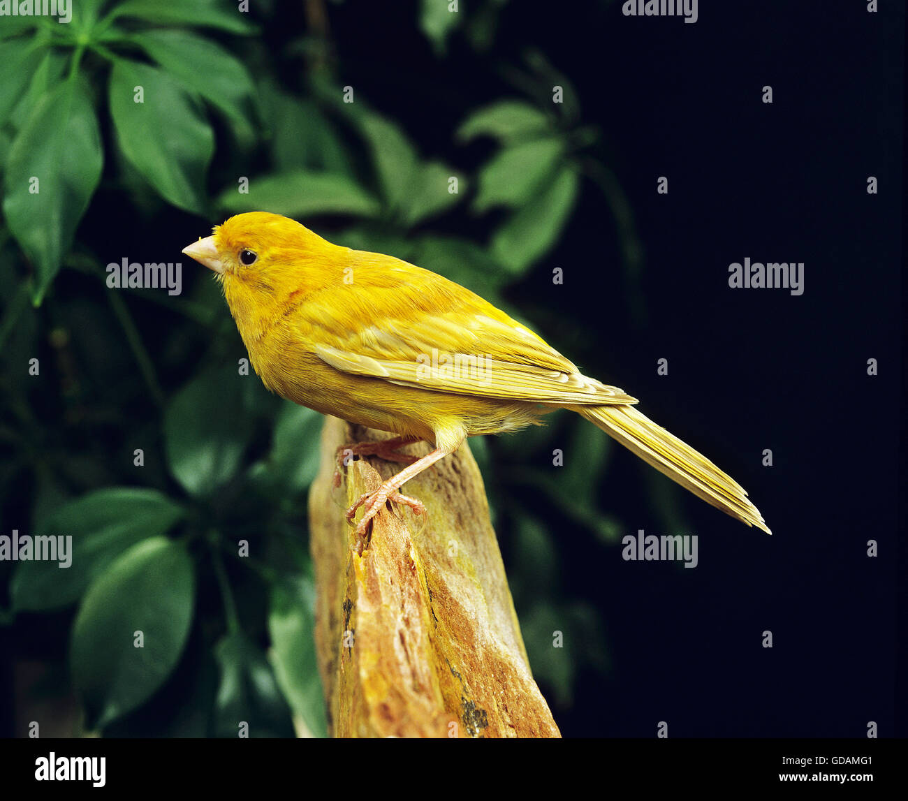 Isabella canary hi-res stock photography and images - Alamy