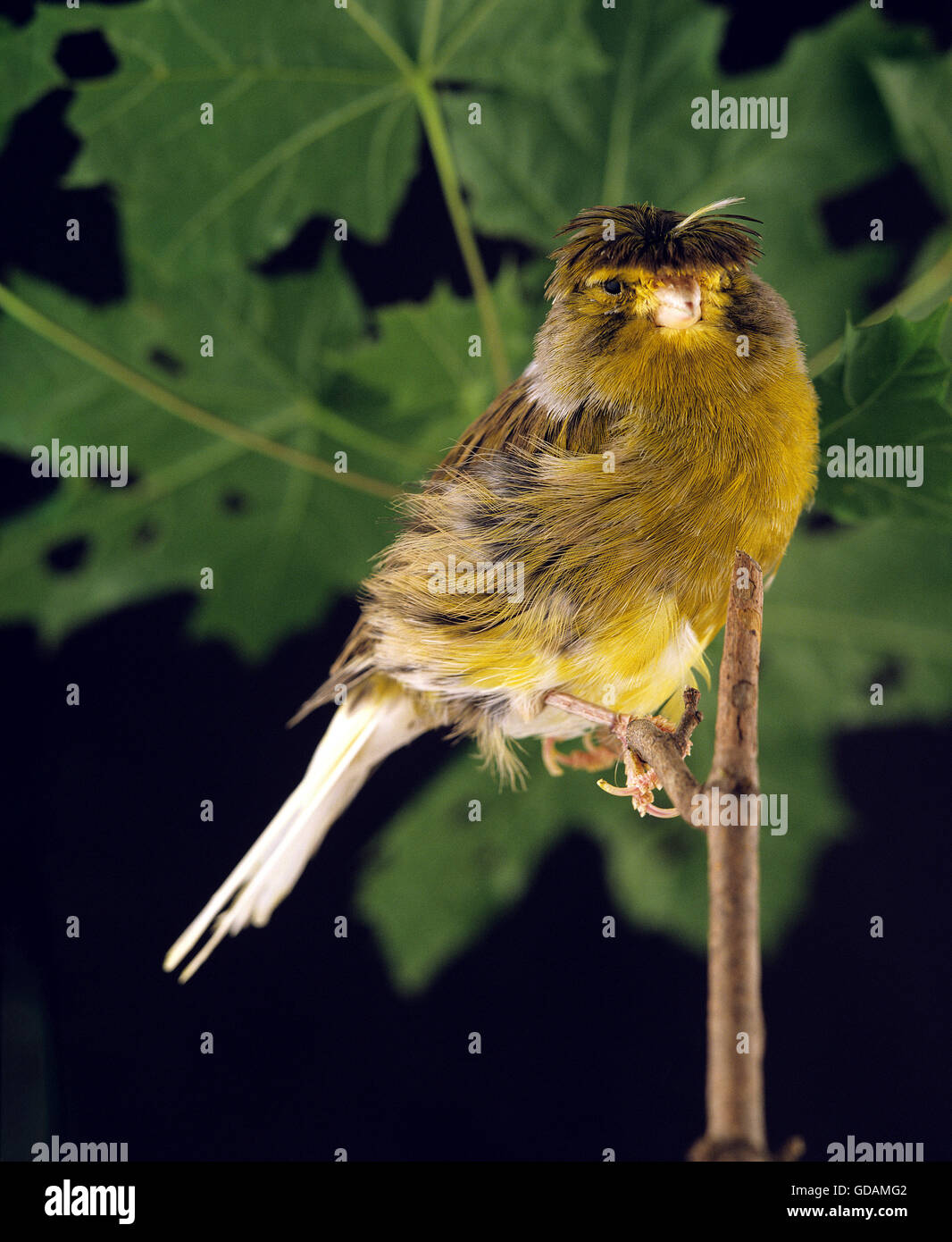Gloster canary hi-res stock photography and images - Alamy