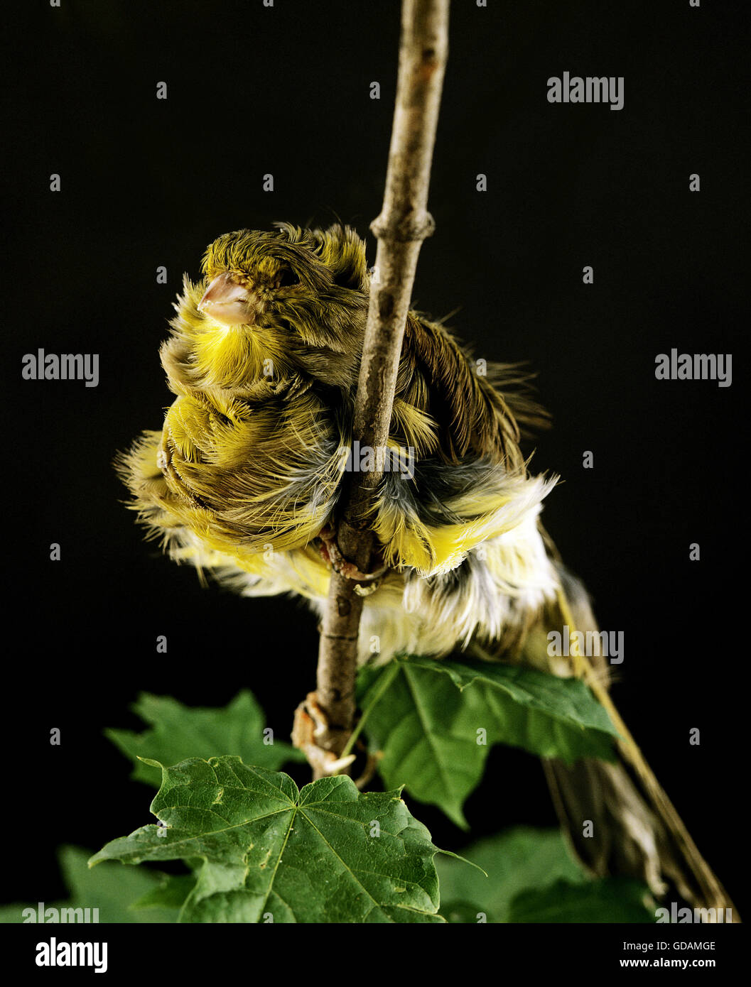 Frilled hi-res stock photography and images - Alamy