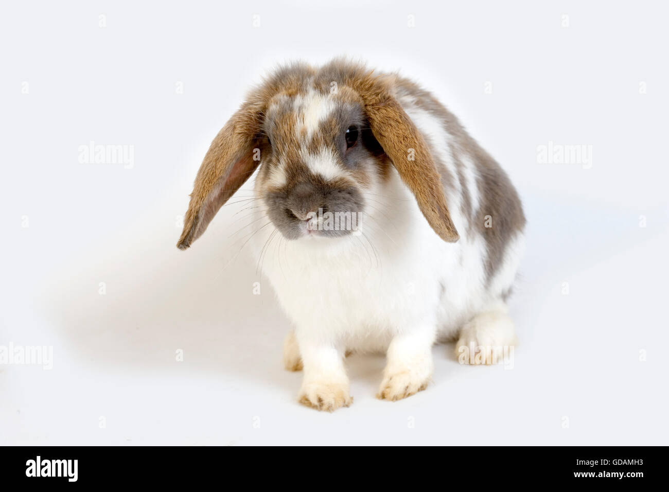 TRICOLOR LOP-EARED RABBIT, ADULT AGAINST WHITE BACKGROUND Stock Photo ...