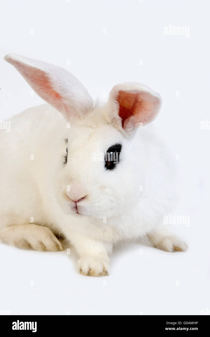 Hotot Domestic Rabbit, Breed from Normandy Stock Photo - Alamy