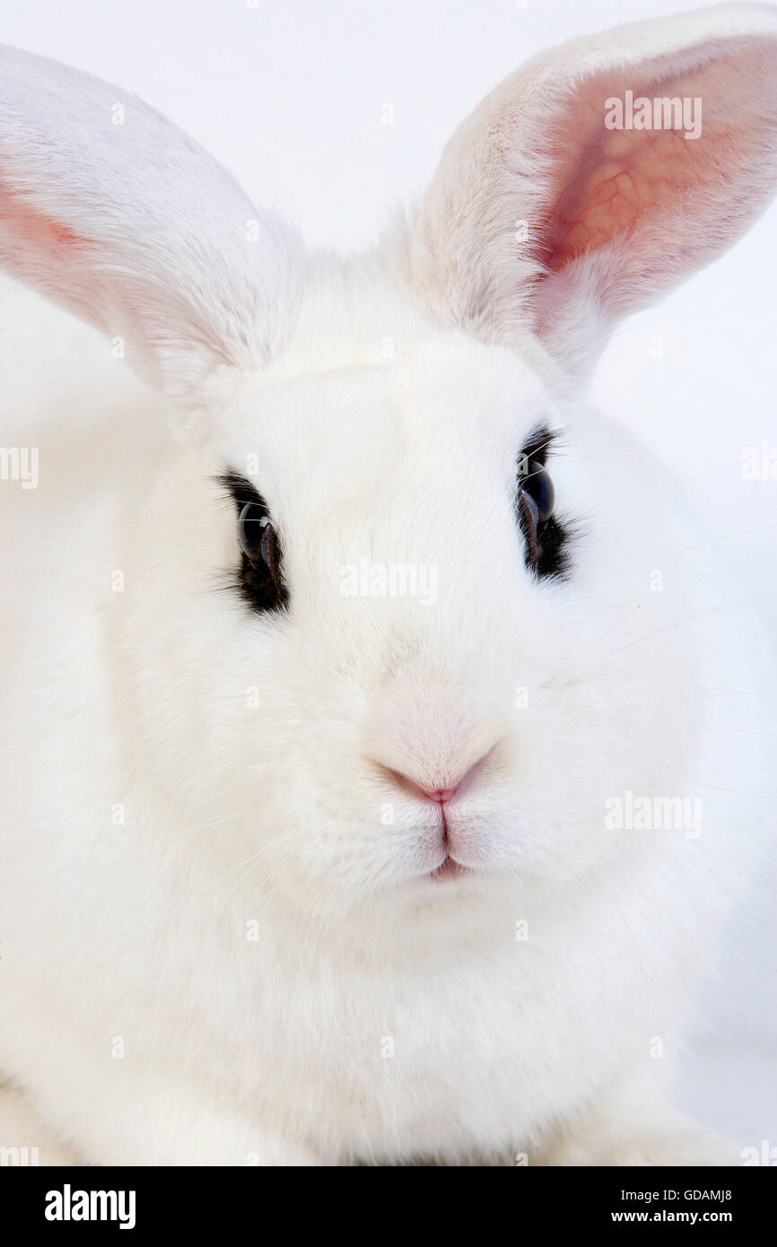 HOTOT RABBIT FROM NORMANDY IN FRANCE Stock Photo - Alamy