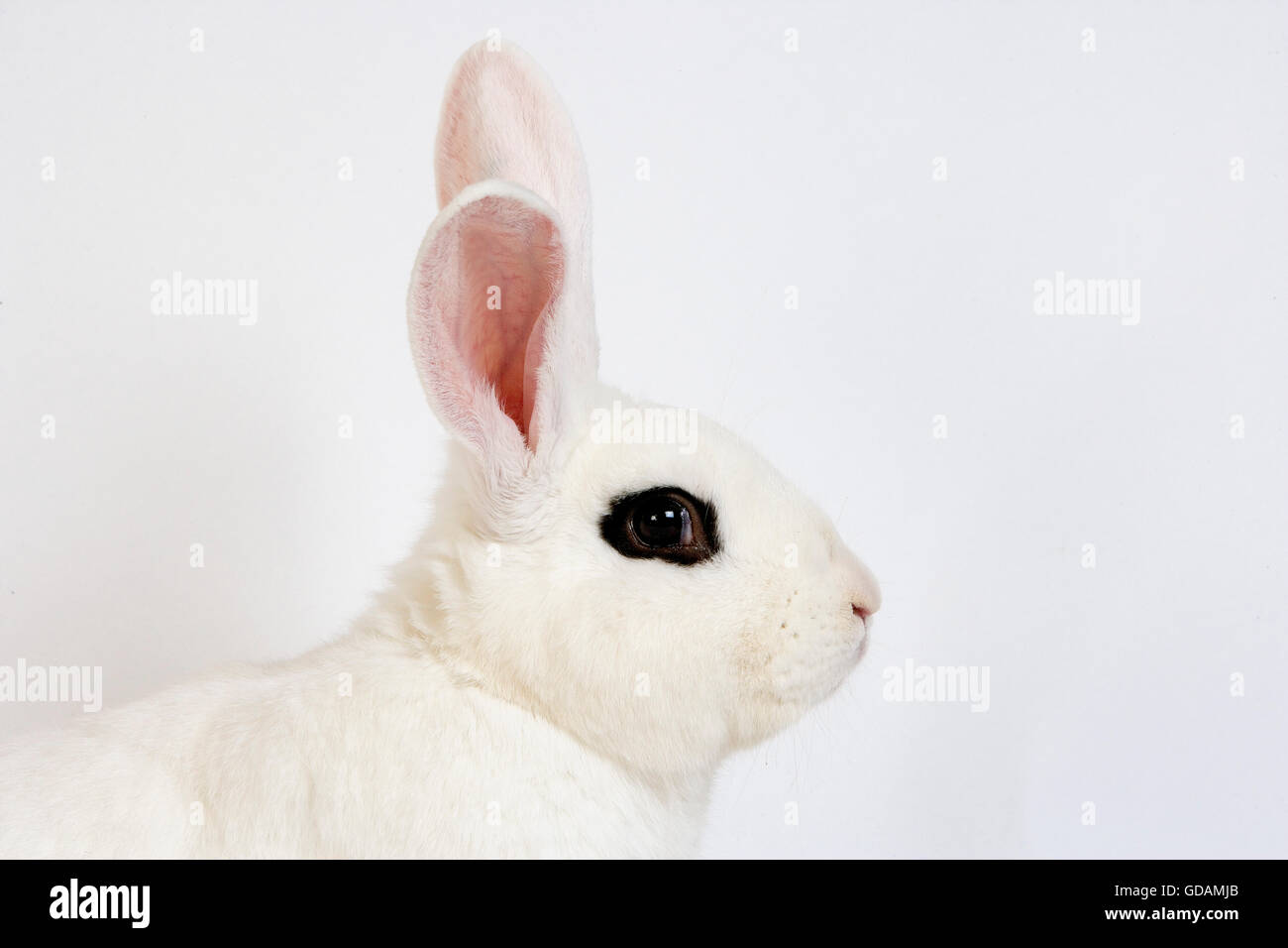 HOTOT RABBIT FROM NORMANDY IN FRANCE Stock Photo - Alamy