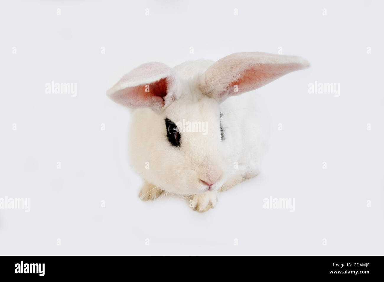 HOTOT RABBIT FROM NORMANDY IN FRANCE Stock Photo - Alamy