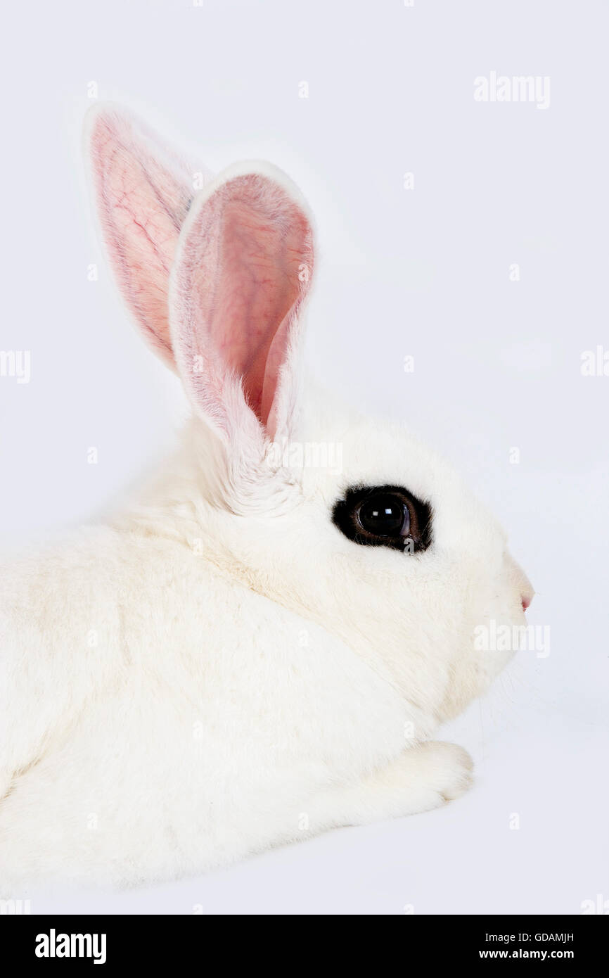 HOTOT RABBIT FROM NORMANDY IN FRANCE Stock Photo - Alamy