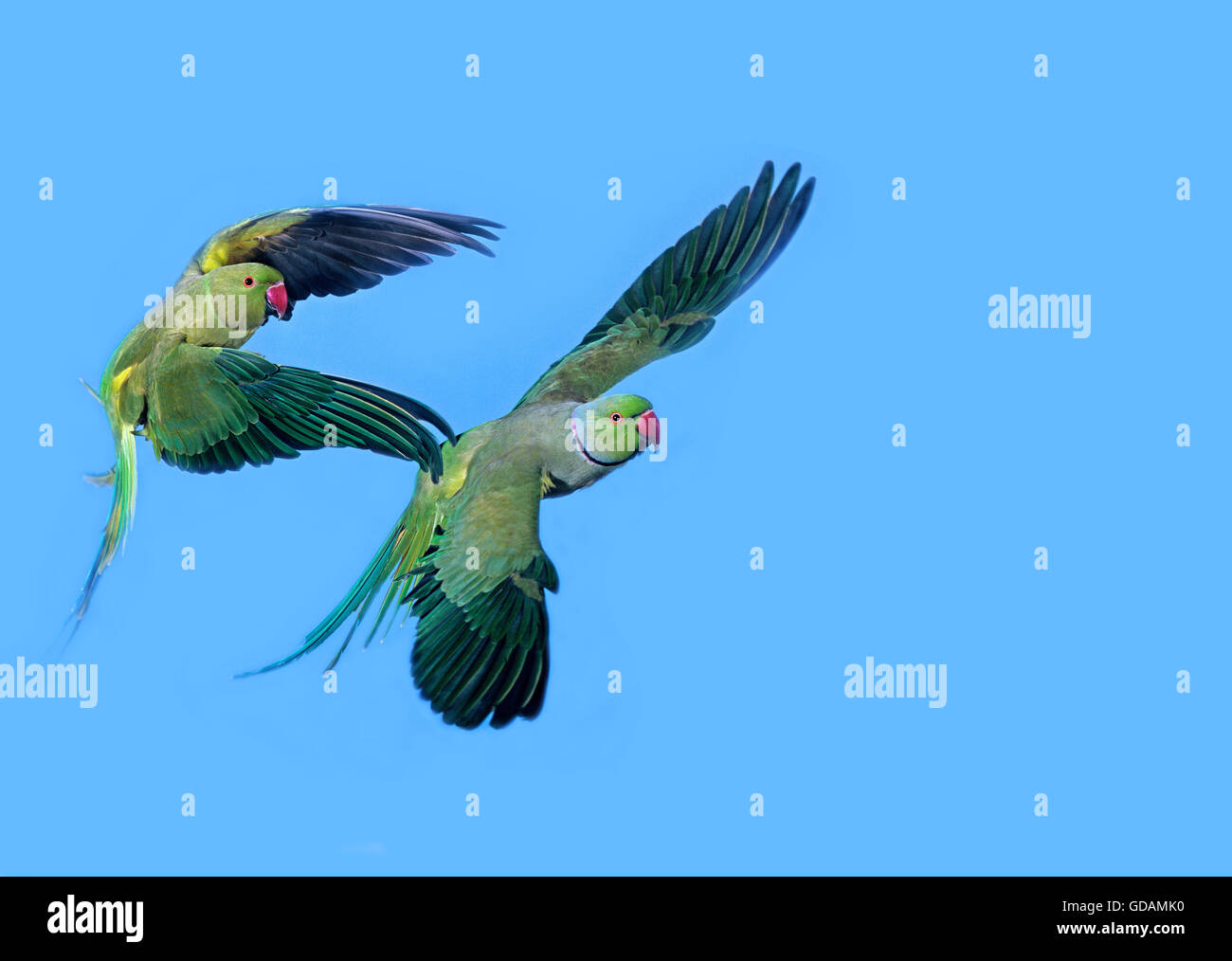 Parakeets Flying Stock Photos & Parakeets Flying Stock Images - Alamy