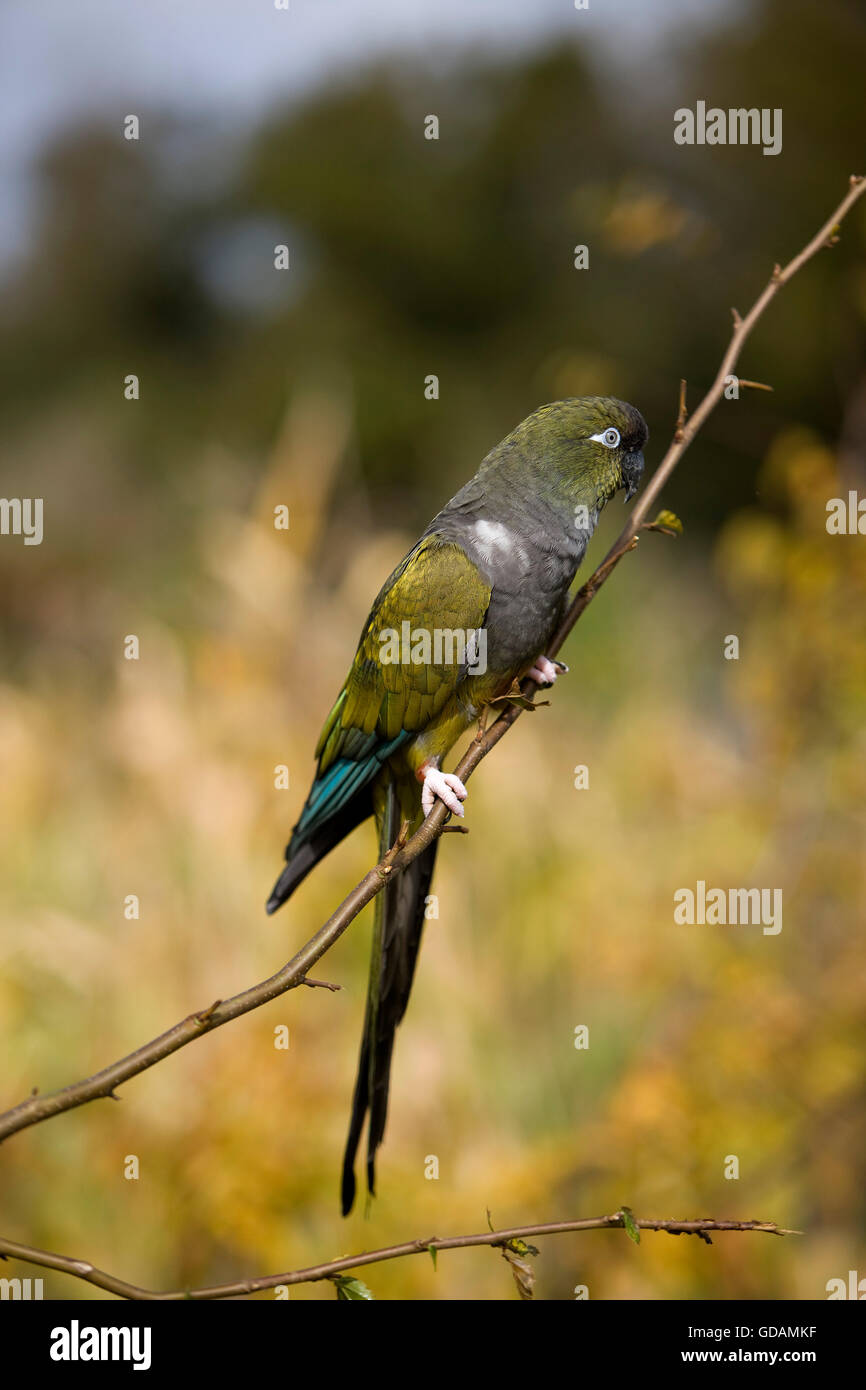 Patagonian Conure or Burrowing Parakeet, cyanoliseus patagonus, Adult ...