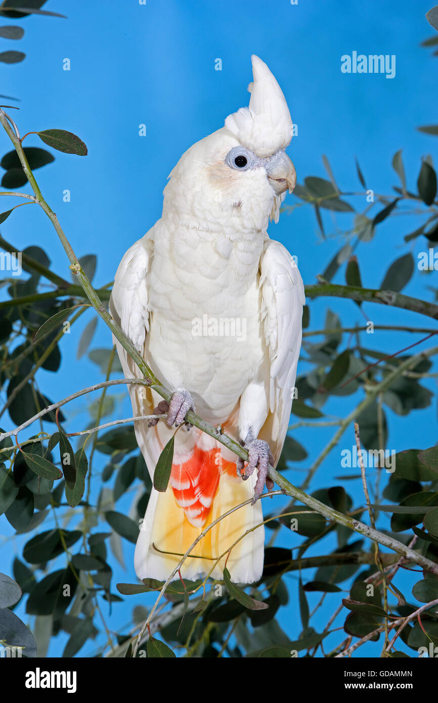 Philippine cockatoo or red vented cockatoo cacatua haematuropygia hi ...
