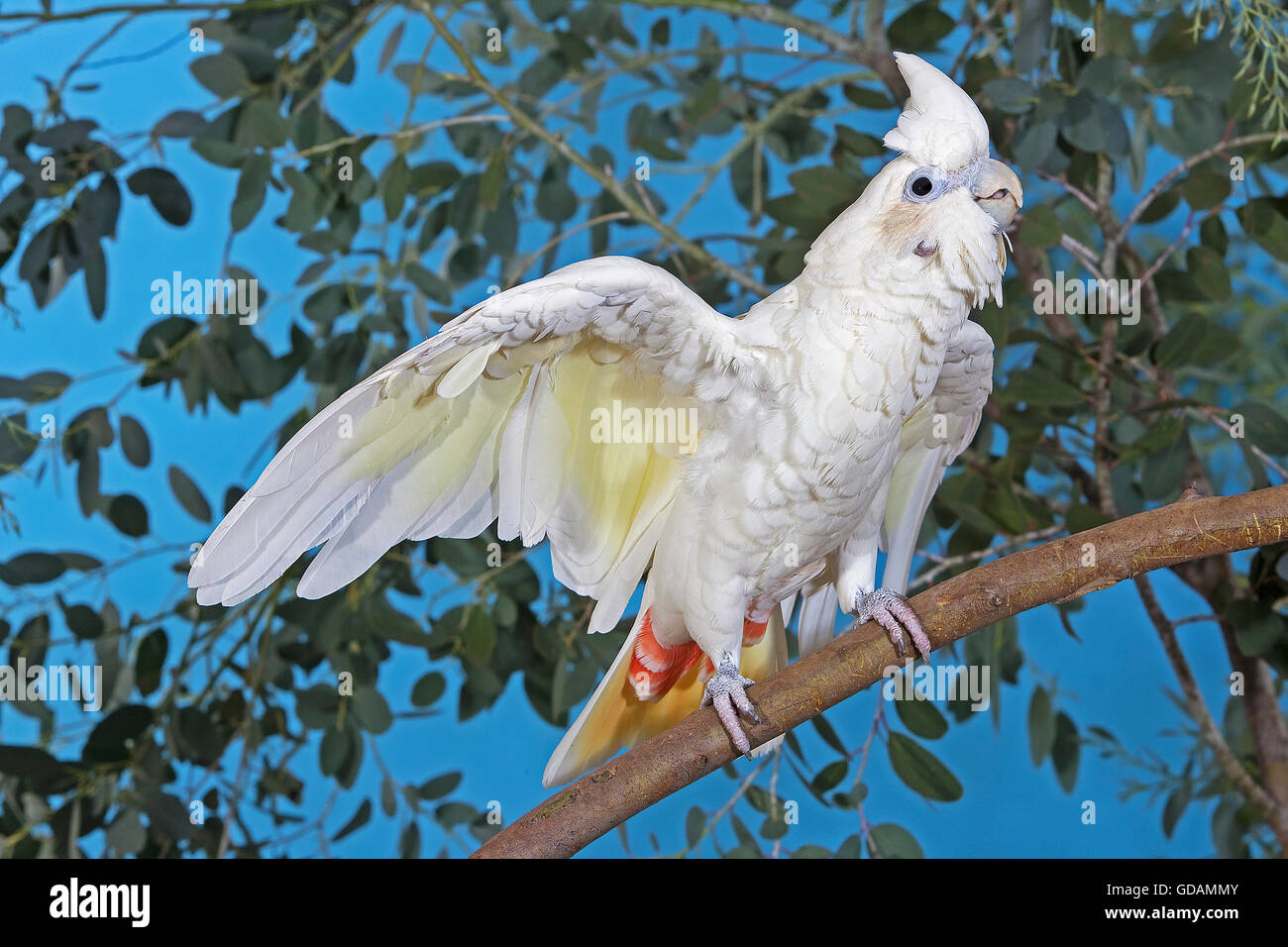 Philippine open hi-res stock photography and images - Alamy