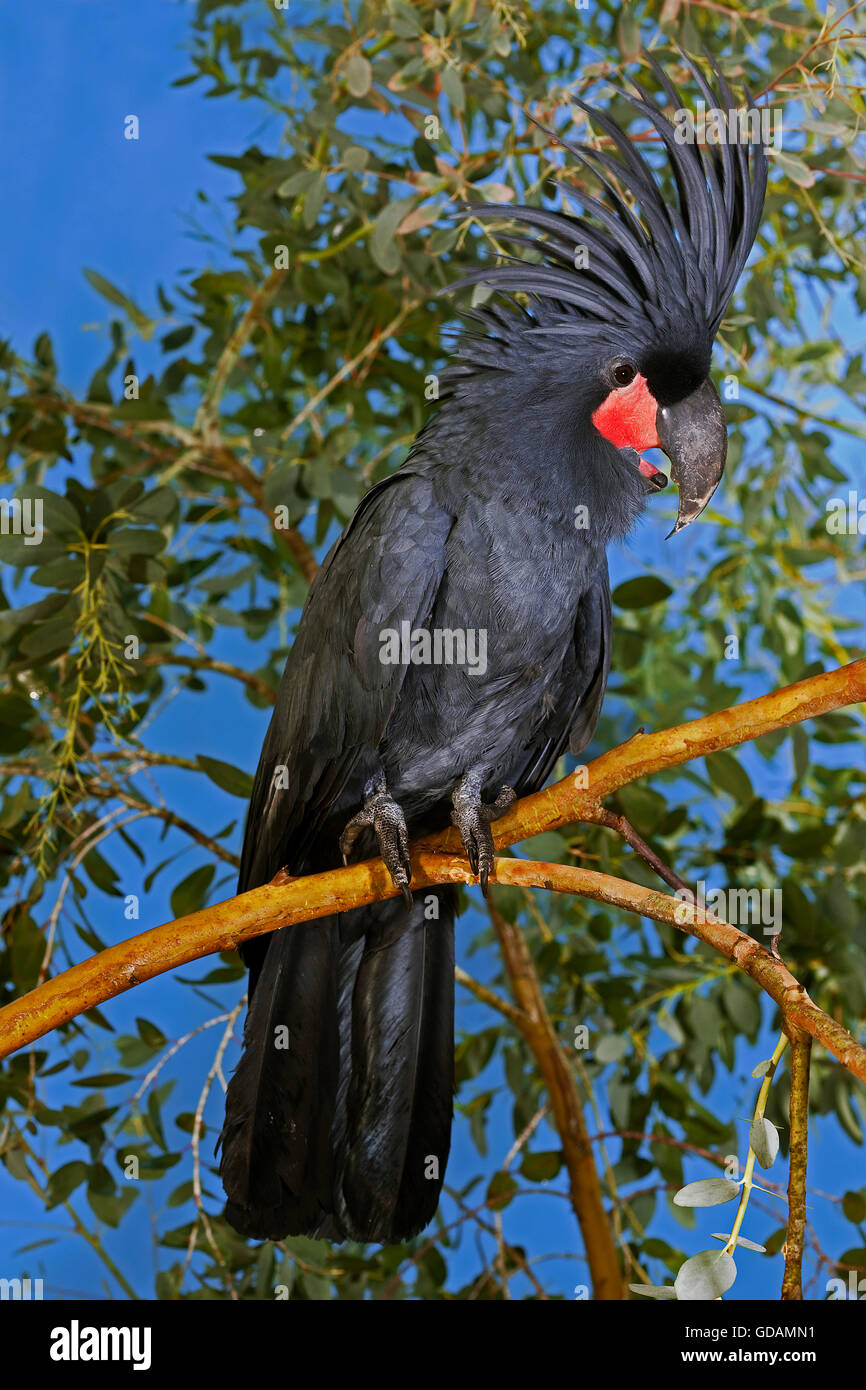 PALM COCKATOO probosciger aterrimus, ADULT ON BRANCH Stock Photo - Alamy