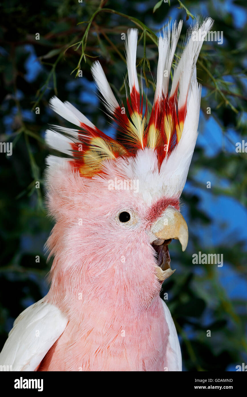 PINK COCKATOO OR MAJOR MITCHELL'S COCKATOO cacatua leadbeateri Stock ...