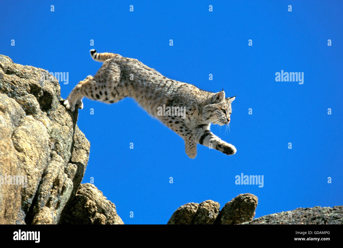 BOBCAT lynx rufus, ADULT LEAPING FROM ROCK, CANADA Stock Photo - Alamy